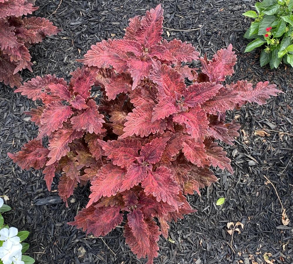 Coleus (Coleus scutellarioides Stained Glassworks™ Copper) in the ...