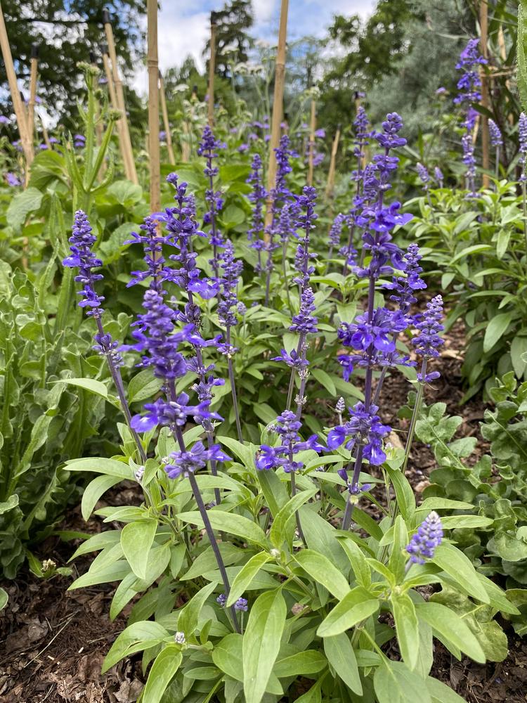 Photo of the entire plant of Mealycup Sage (Salvia farinacea Sallyfun ...