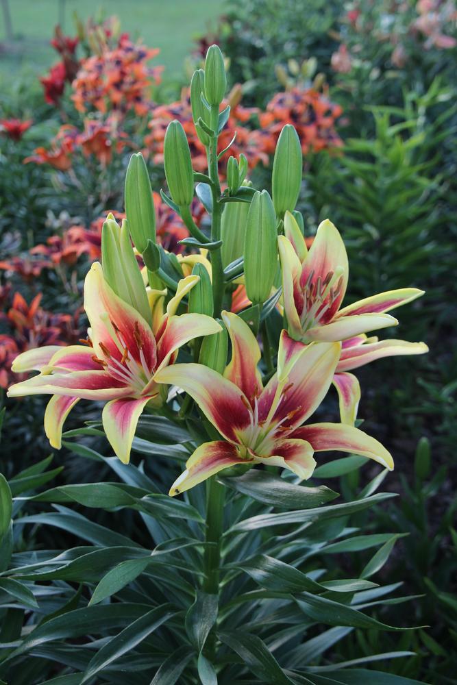 Photo of the bloom of Lily (Lilium 'Avalon Sunset') posted by jkporter ...