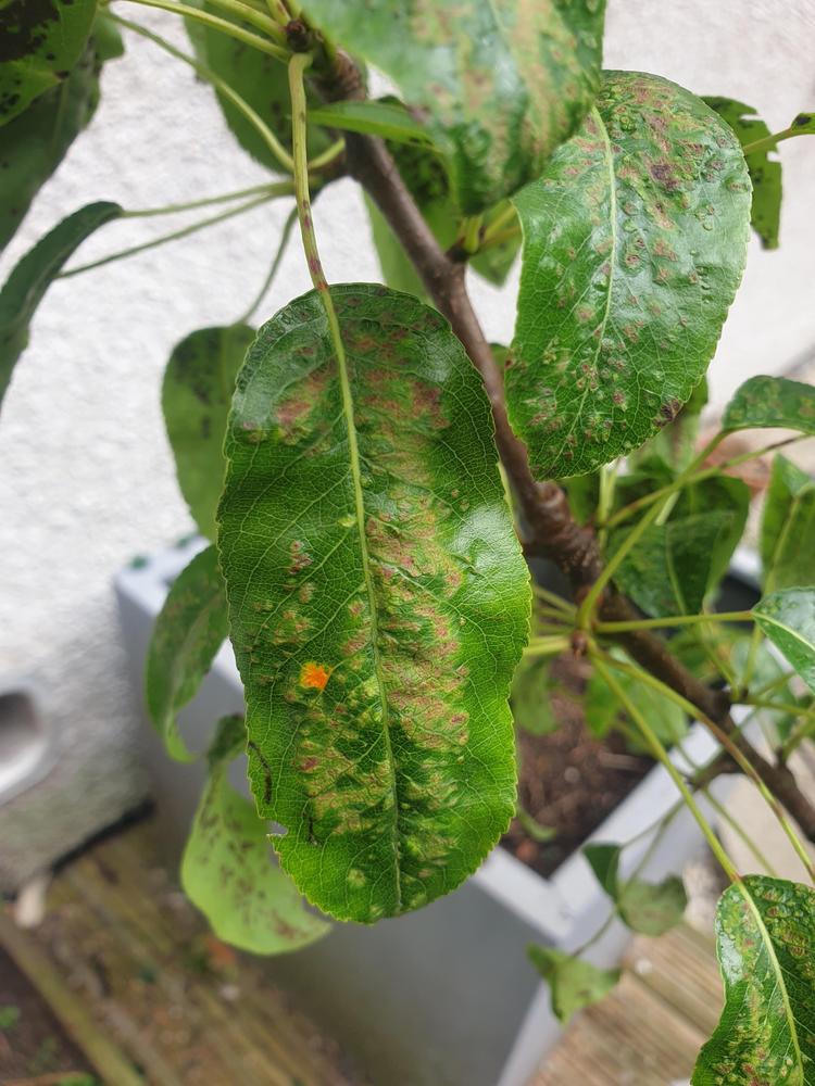 Sick Pear Tree in the Ask a Question forum - Garden.org