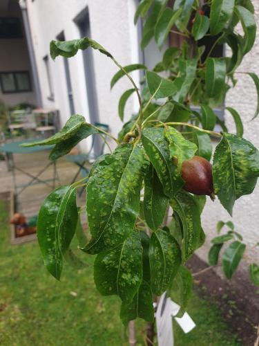 Sick Pear Tree in the Ask a Question forum - Garden.org