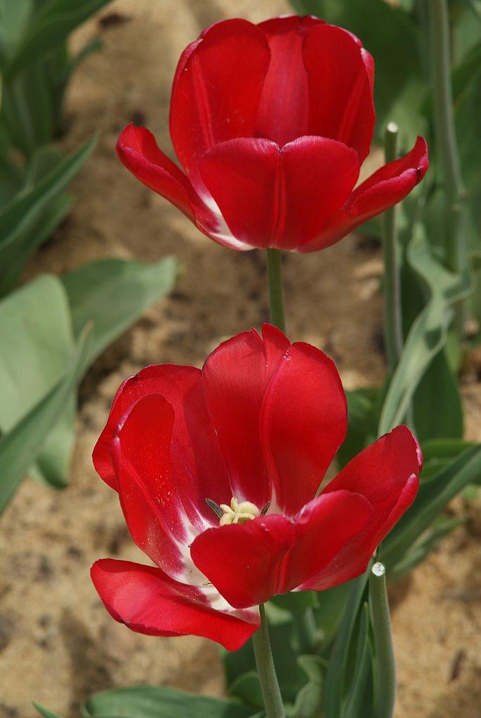 Photo of the bloom of Tulip (Tulipa 'Red Mark') posted by robertduval14 ...