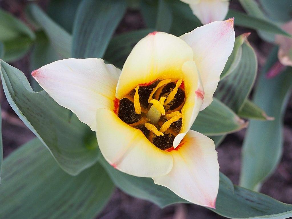 Tulip (Tulipa 'Zombie') in the Tulips Database - Garden.org