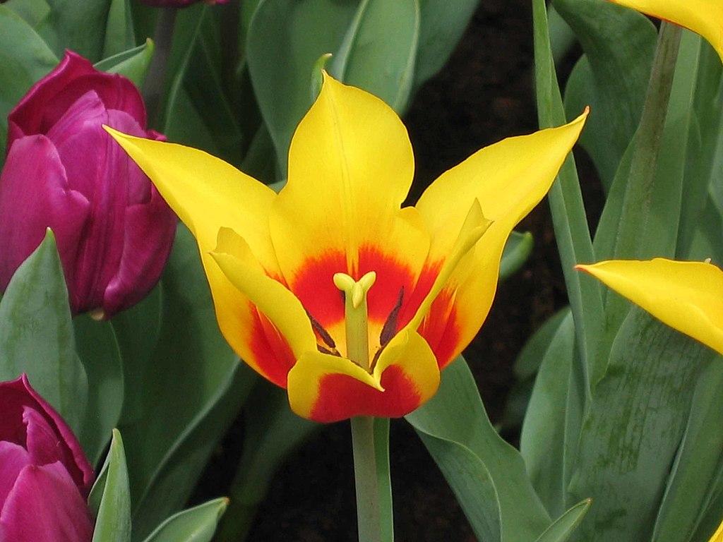 Photo of the bloom of Lily-Flowered Tulip (Tulipa 'Synaeda King ...