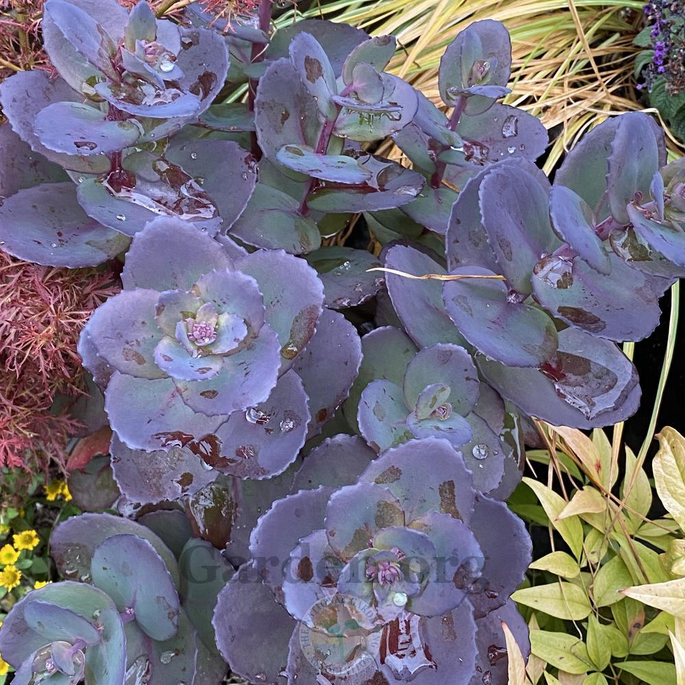 Sedum Blue Pearl