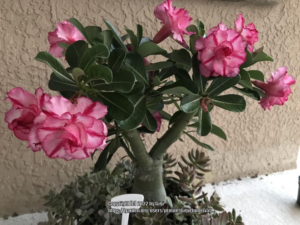 Photo of the entire plant of Desert Rose (Adenium obesum 'Double Moon ...