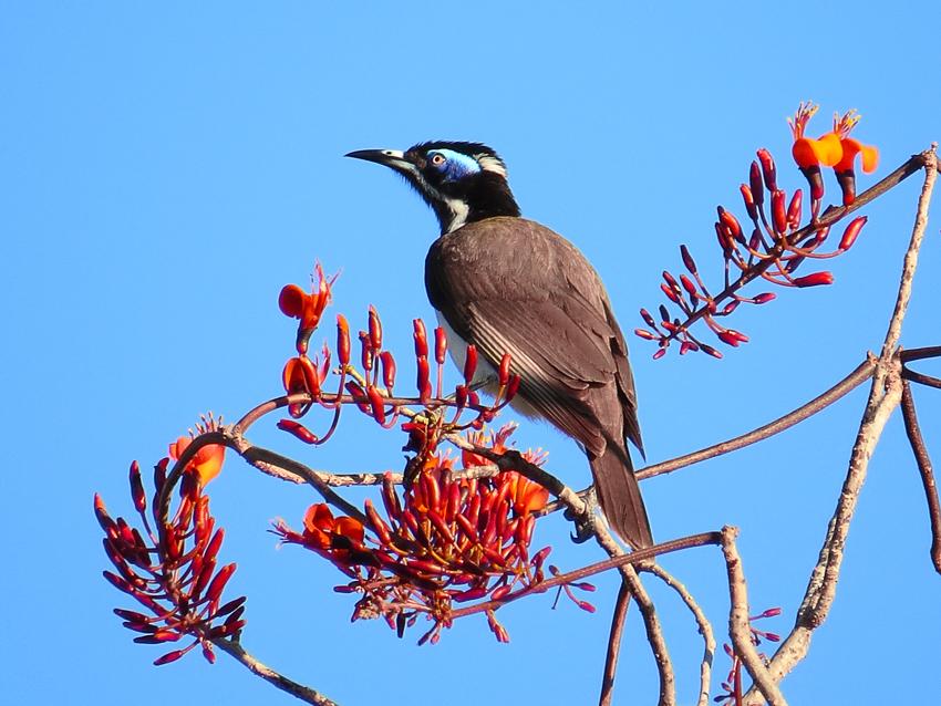 Photo of the bloom of Bat's Wing Coral Tree (Erythrina vespertilio ...