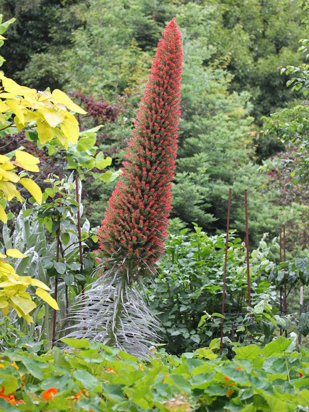 Photo of the entire plant of Echium 'Red Rocket' posted by Joy - Garden.org