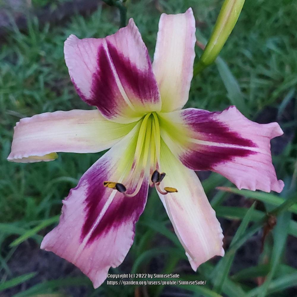 Photo of the bloom of Daylily (Hemerocallis 'Starlight Symphony ...