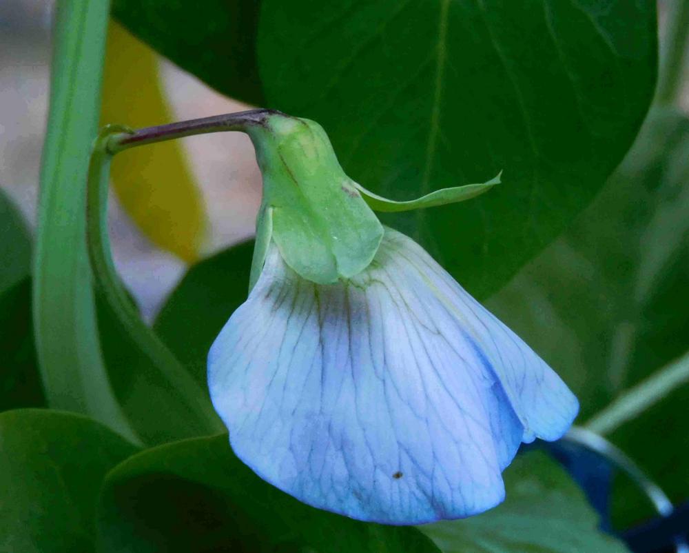 Snow Pea (Lathyrus oleraceus 'Golden Sweet Edible Pod') - Garden.org