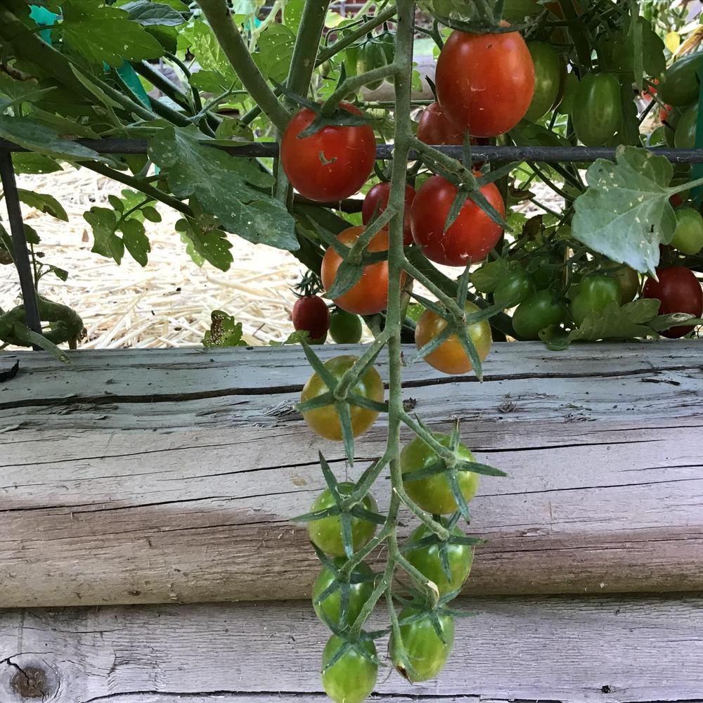 Tomato (Solanum lycopersicum 'Sugar Rush') in the Tomatoes Database ...