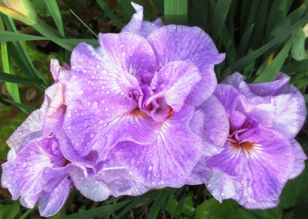 Photo of the bloom of Siberian Iris (Iris 'Longfields Pink Parfait ...