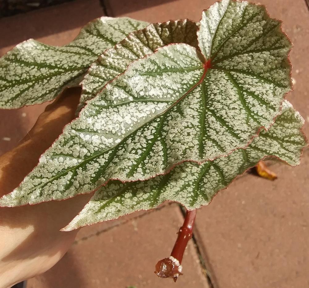 Photo of the entire plant of Begonia 'Frosty' posted by purpleinopp ...