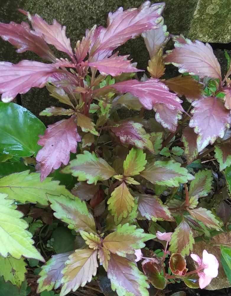 Photo of the leaves of Coleus (Coleus scutellarioides FlameThrower ...