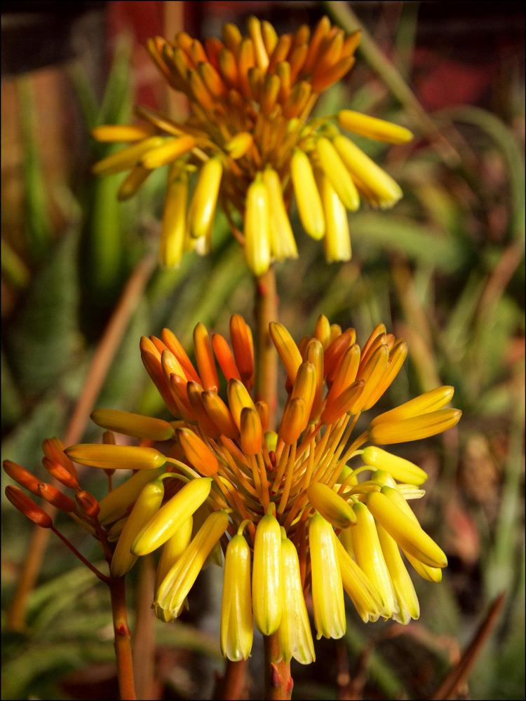 Photo of the bloom of Aloe (Aloe fievetii) posted by scvirginia ...