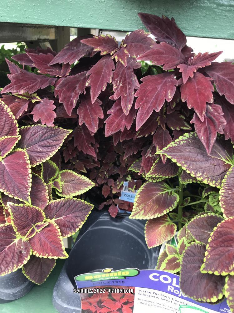 Photo of the entire plant of Coleus (Coleus scutellarioides ...
