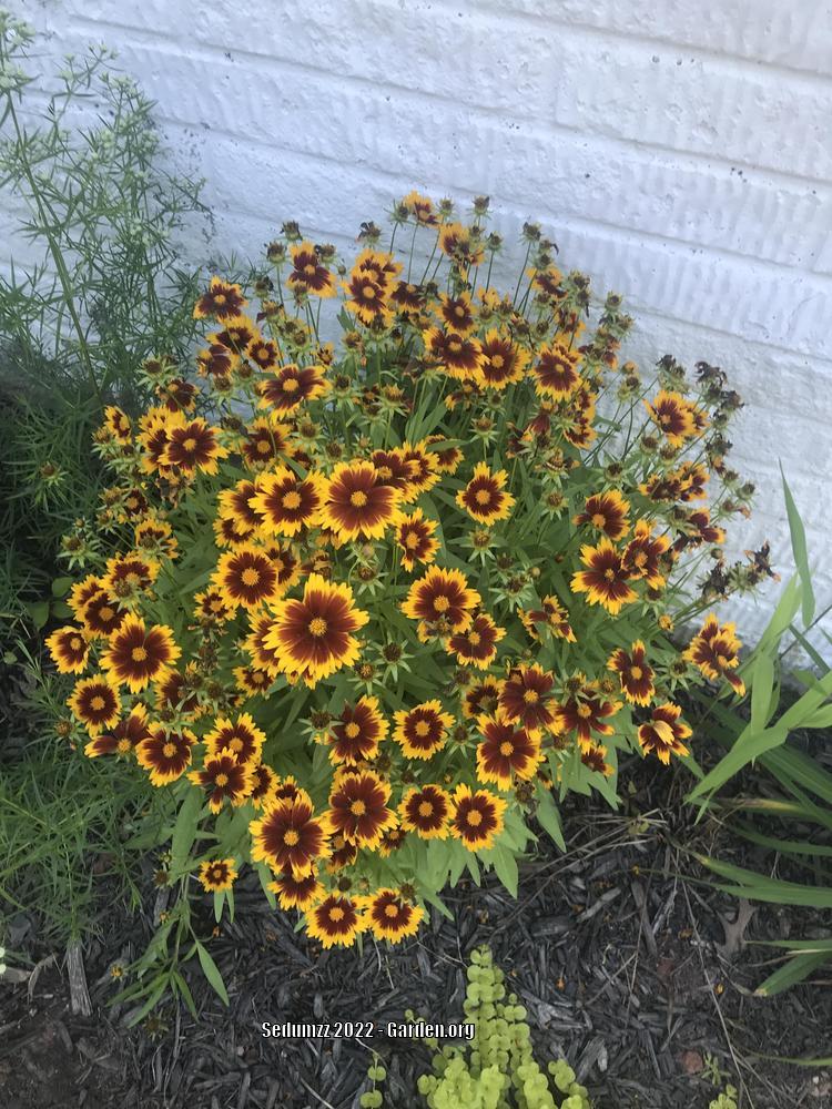 Photo of the entire plant of Tickseed (Coreopsis UpTick™ Gold & Bronze ...