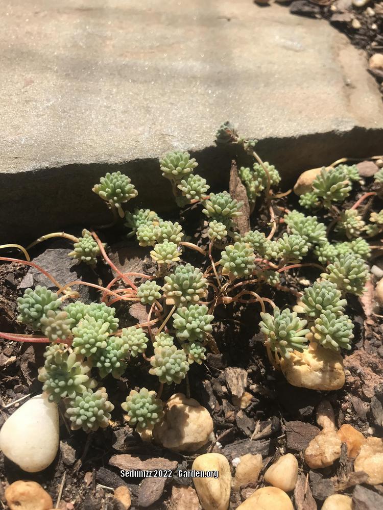 Red Stonecrop (Sedum rubens 'Lizard of Madagascar') in the Sedums ...