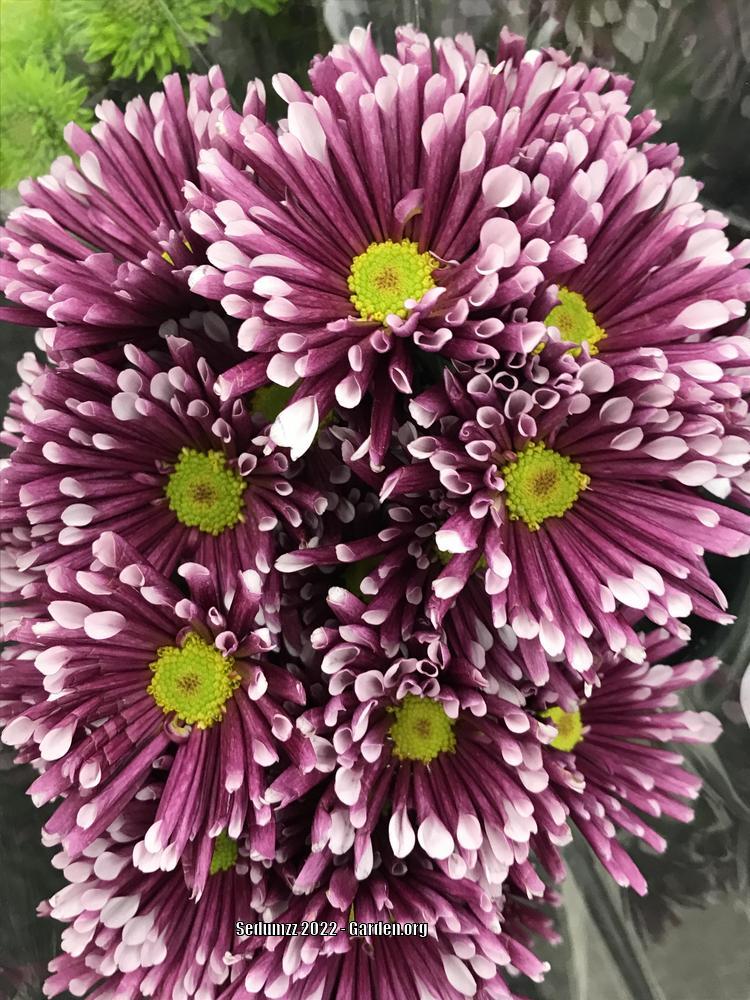 Spray Mum (Chrysanthemum 'Smashing Pink') - Garden.org