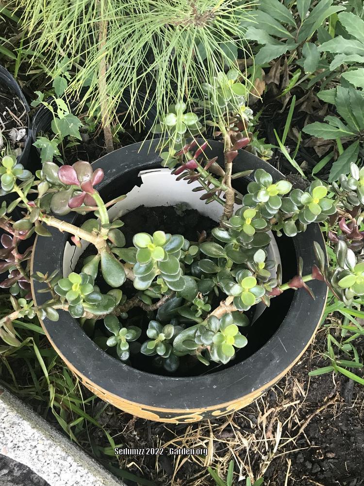 Photo of the entire plant of Dwarf Jade Plant (Crassula ovata 'Crosby's ...
