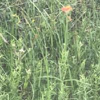 Fewflower Milkweed (Asclepias lanceolata) in the Milkweeds Database ...