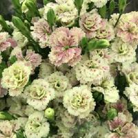 Photo of the bloom of Dianthus 'Raffine Elea' posted by sedumzz ...