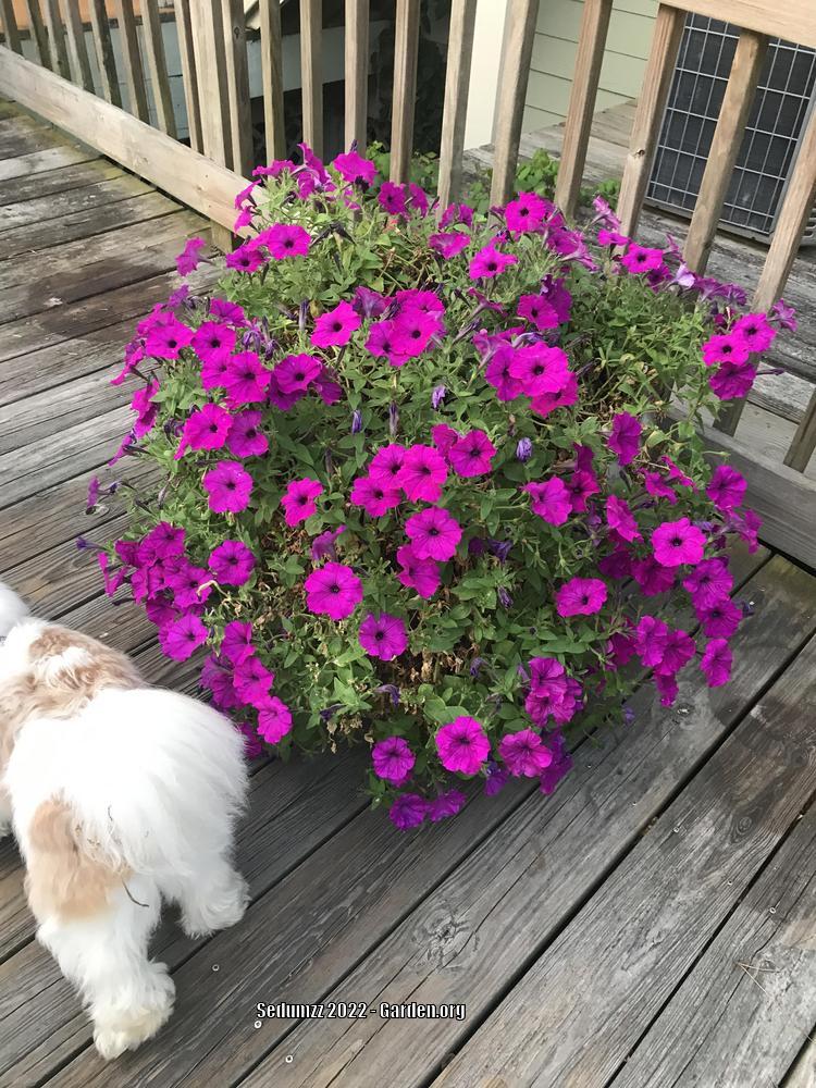 Photo of the entire plant of Multiflora Spreading/Trailing Petunia ...