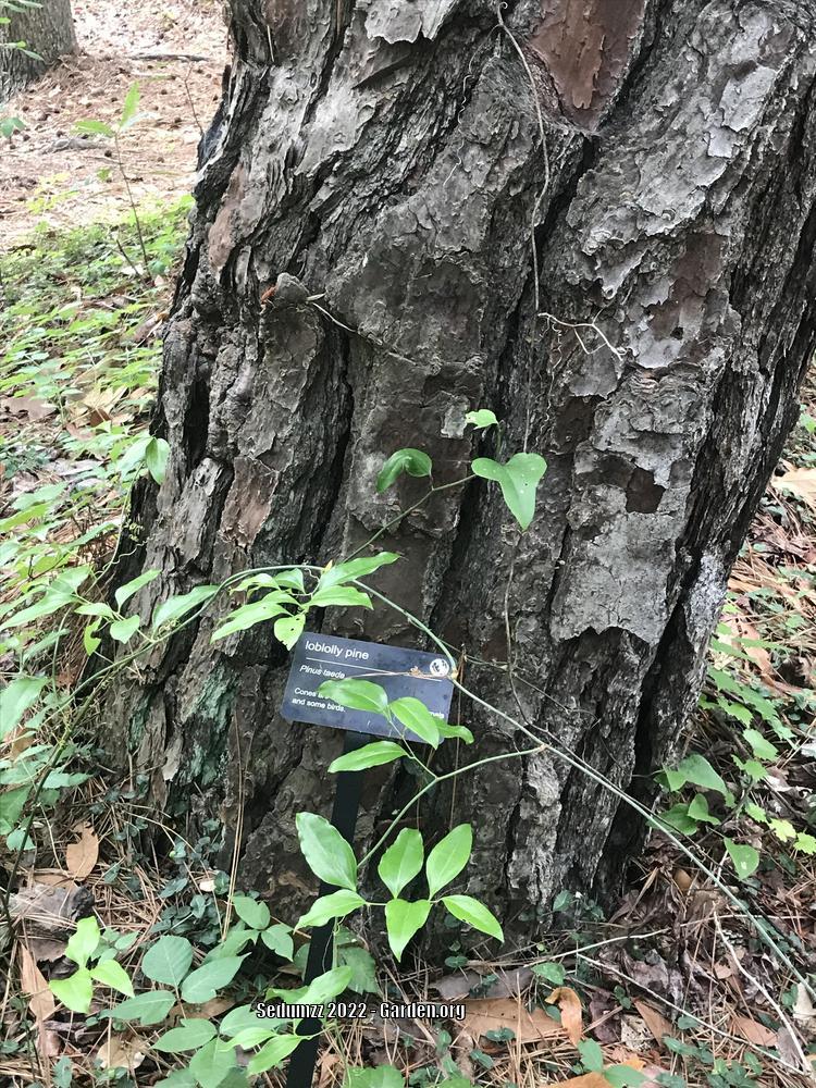 Photo of the stem, scape, stalk or bark of Loblolly Pine (Pinus taeda ...