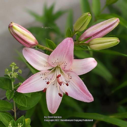Lily (Lilium 'Rosella's Dream') in the Lilies Database - Garden.org