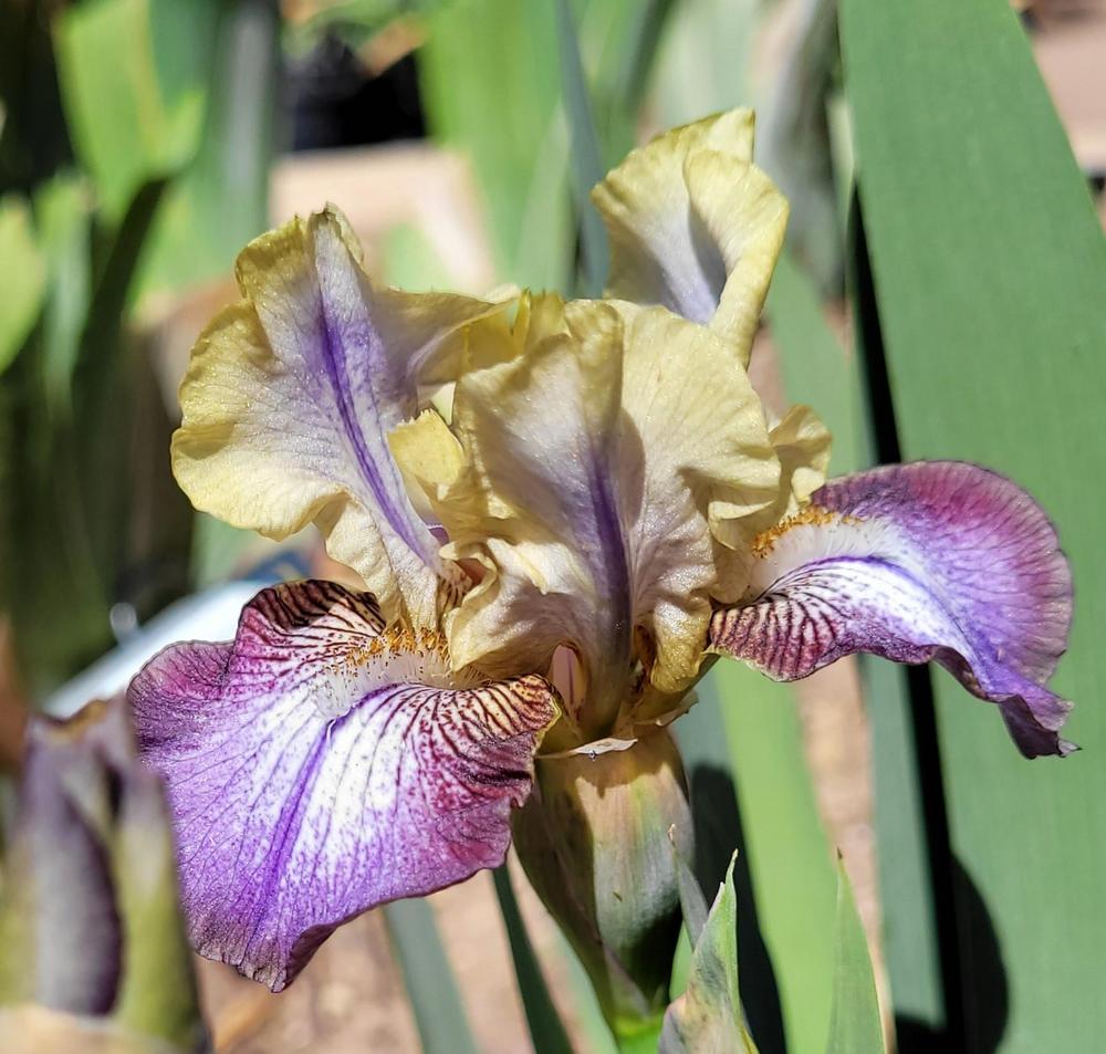 Photo of the bloom of Intermediate Bearded Iris (Iris 'Exotic Artistry ...