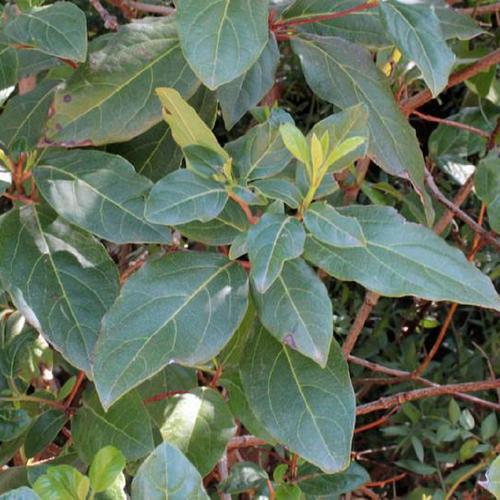 Laurustinus (Viburnum tinus) in the Viburnums Database - Garden.org