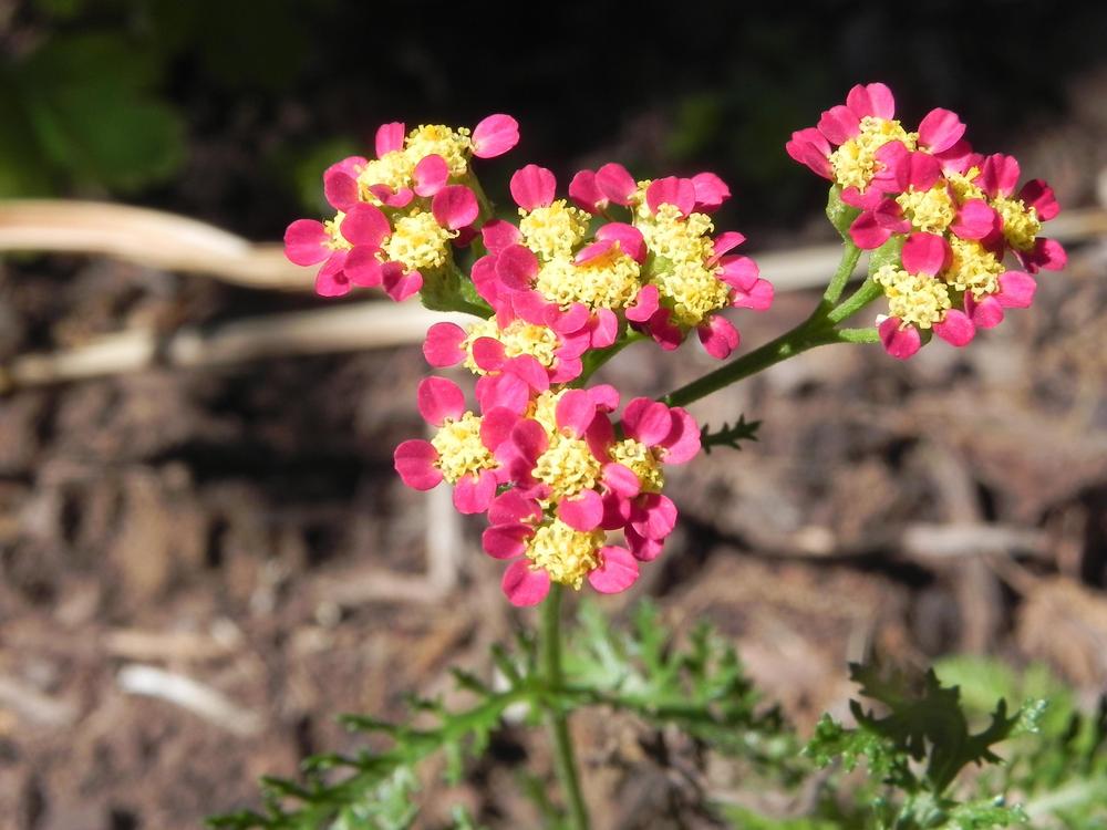 Yarrow (Achillea millefolium Milly Rock™ Red) in the Yarrows Database ...