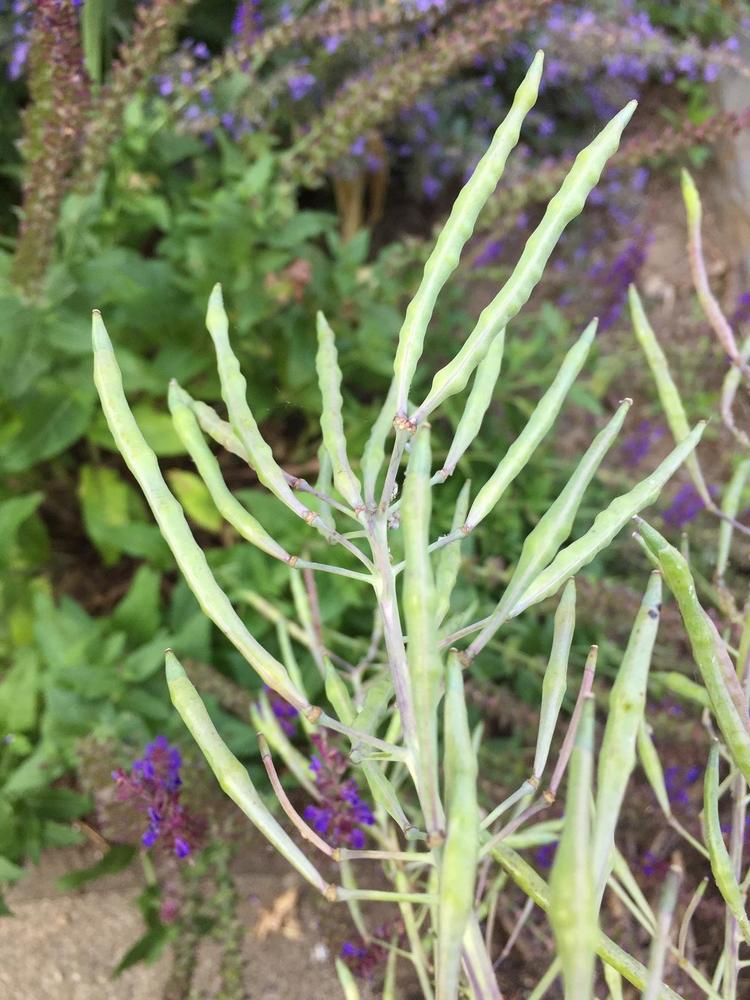 Are these seed pods on our ornamental cabbage? How to plant? in the Ask ...