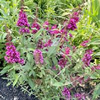 Photo of the entire plant of Butterfly Bush (Buddleja davidii Buzz™ Hot ...