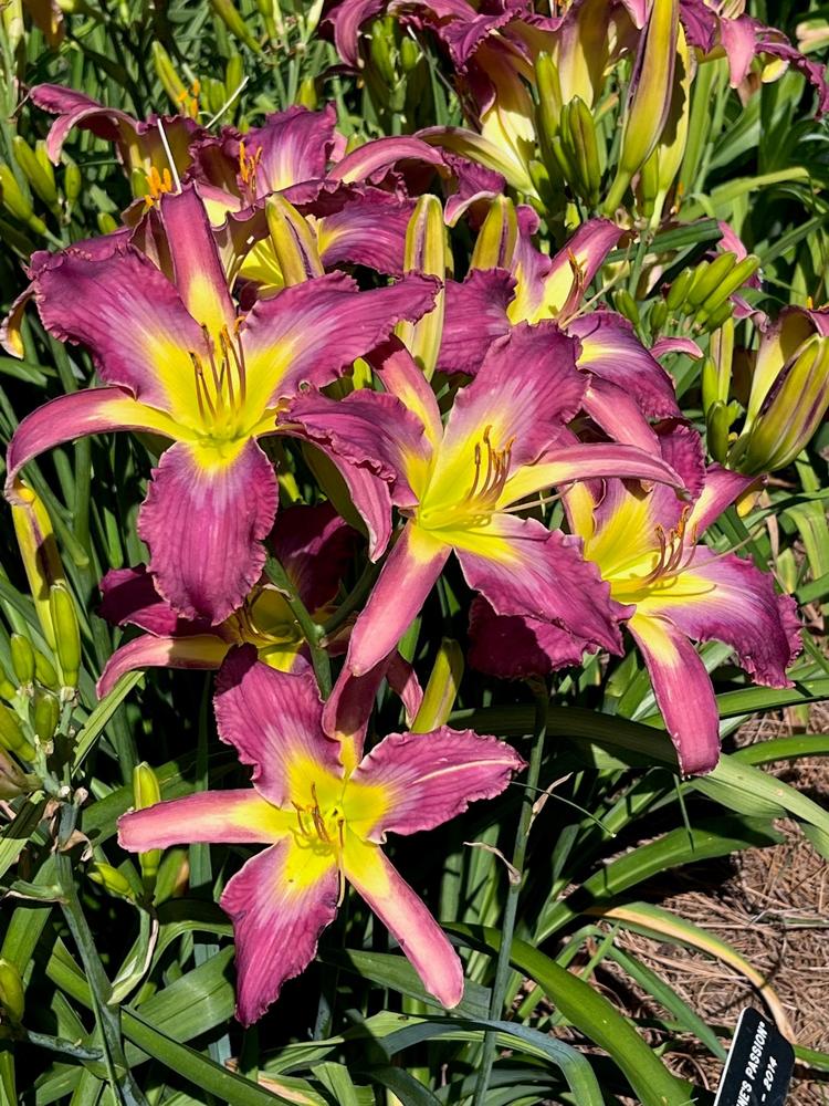 Photo of the bloom of Daylily (Hemerocallis 'Caroline's Passion ...