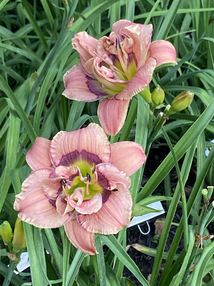 Photo of the bloom of Daylily (Hemerocallis 'Topguns You Betcha ...