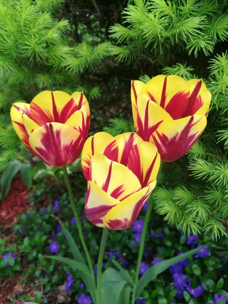 Triumph Tulip (Tulipa 'Helmar') in the Tulips Database - Garden.org