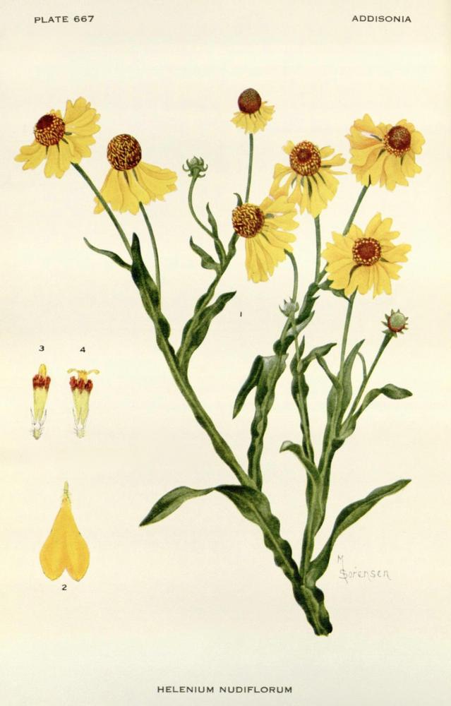 Photo of the documentation of Purplehead Sneezeweed (Helenium flexuosum ...