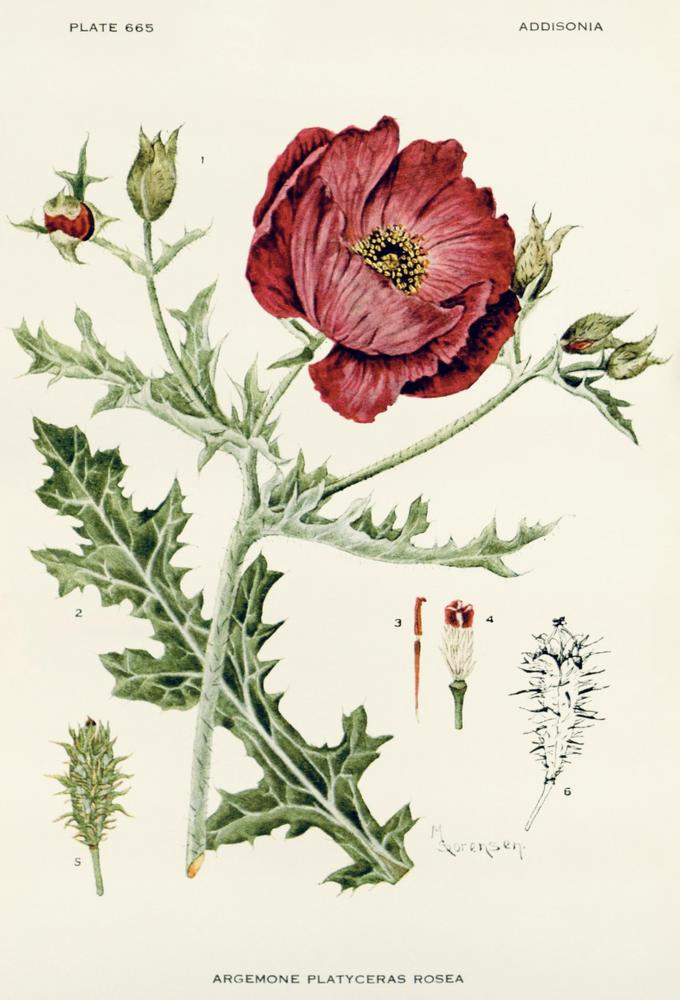 Prickly Poppy (Argemone rosea) - Garden.org