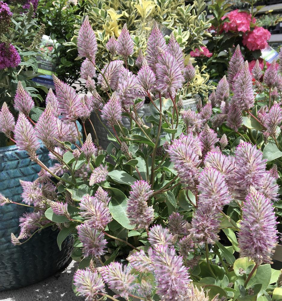 Ptilotus exaltatus 'Joey Improved' - Garden.org