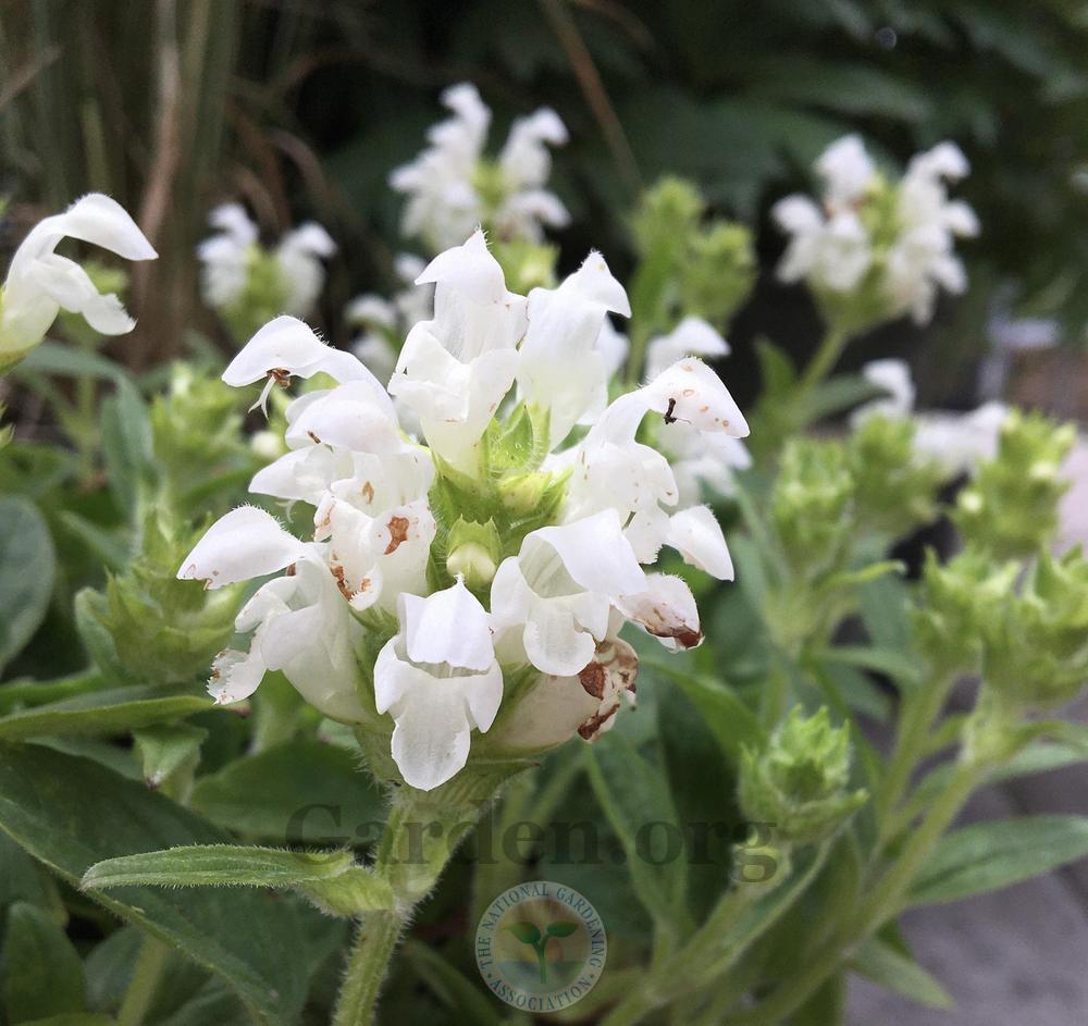 Big-Flowered Self-Heal (Prunella grandiflora 'Freelander White ...