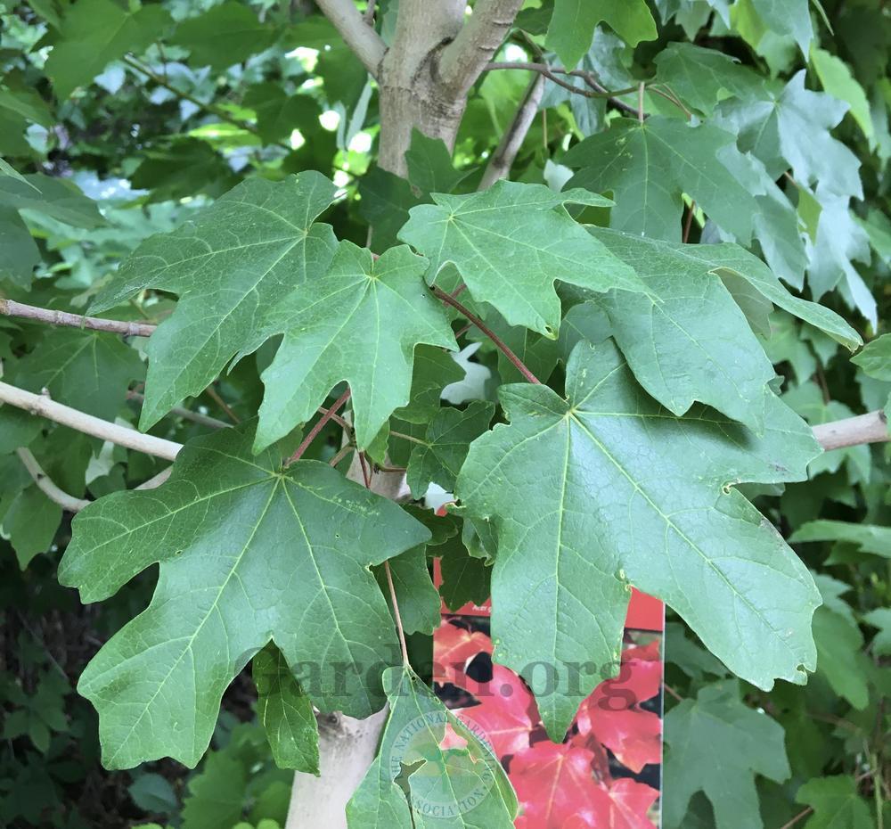 Bigtooth Maple (Acer grandidentatum Mesa Glow®) - Garden.org