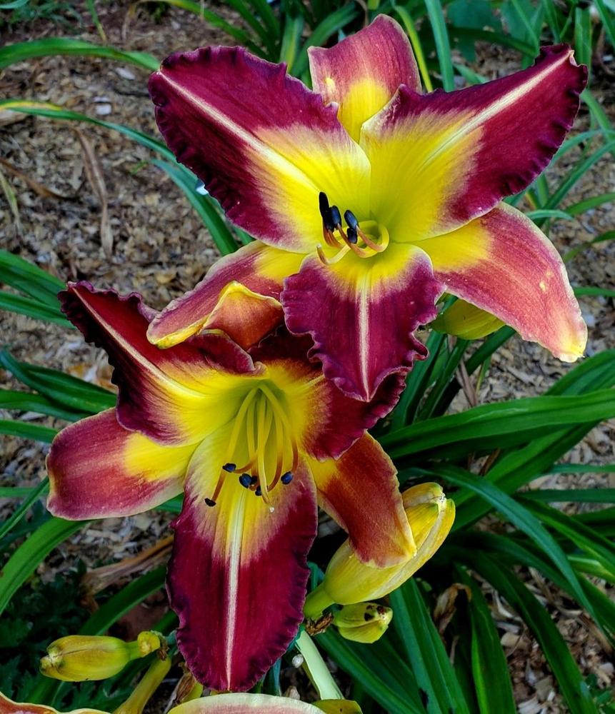 Photo of the bloom of Daylily (Hemerocallis 'Trajan') posted by ...