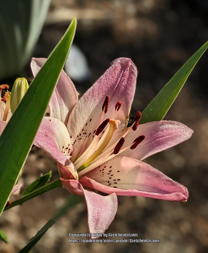 Photo of the bloom of Lily (Lilium 'Rosella's Dream') posted by ...