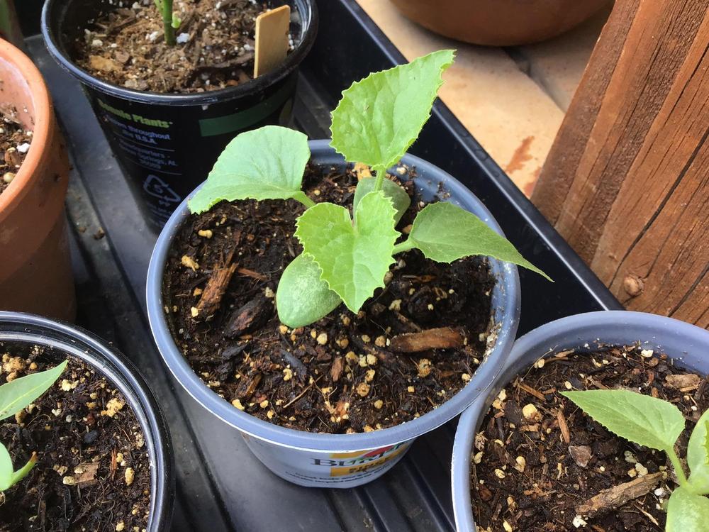 Photo of the seedling or young plant of Honeydew Melon (Cucumis melo ...