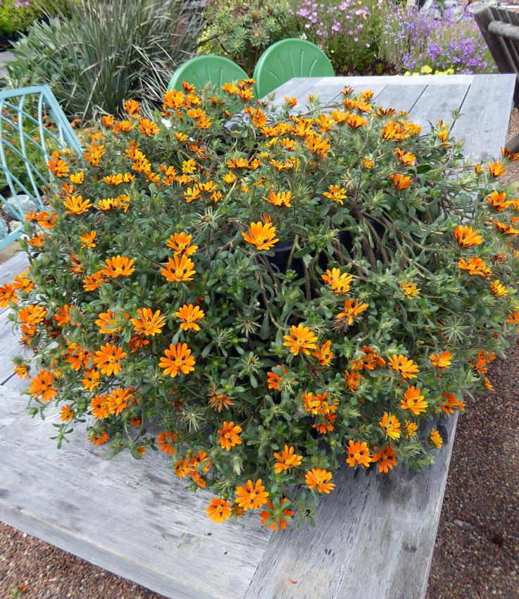 Photo of the entire plant of Beetle Daisy (Gorteria diffusa) posted by ...