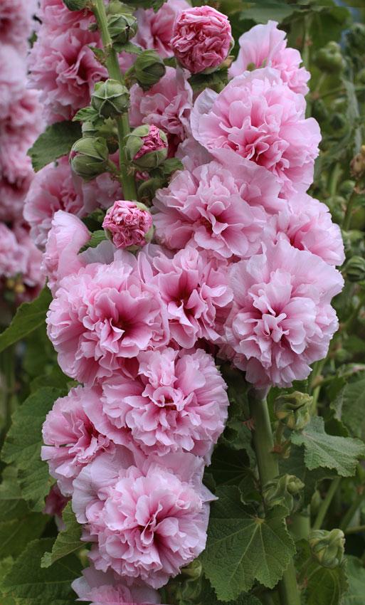 Photo of the bloom of Hollyhock (Alcea rosea 'Chater's Double ...