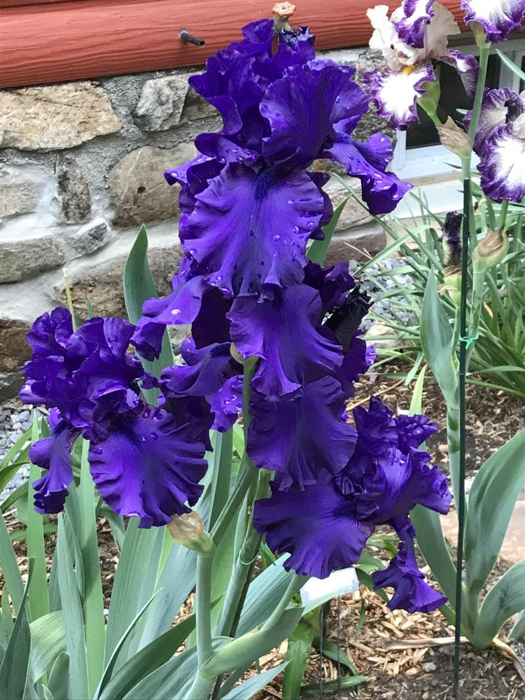 Photo of the bloom of Tall Bearded Iris (Iris 'Dusky Challenger ...