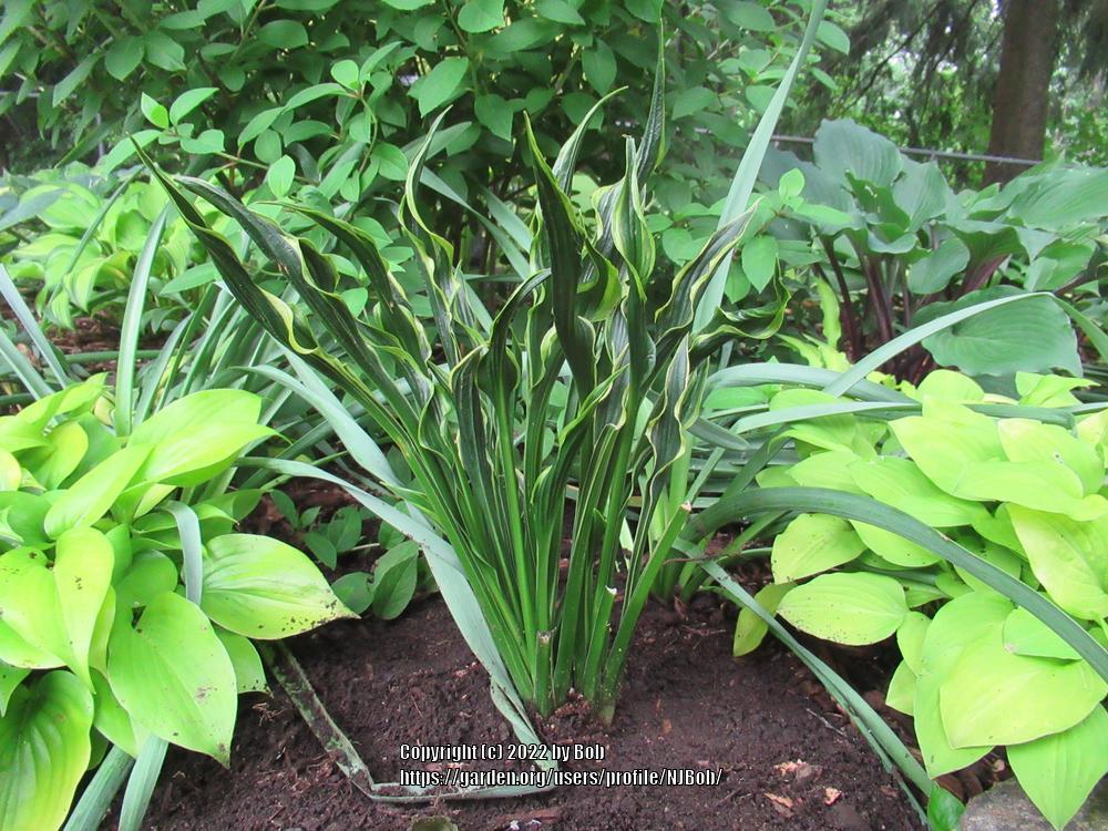 Photo of the leaves of Hosta 'Hands Up' posted by NJBob - Garden.org