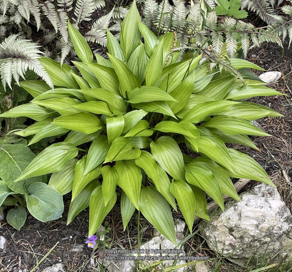 Photo of the entire plant of Hosta (Hosta venusta) posted by ...